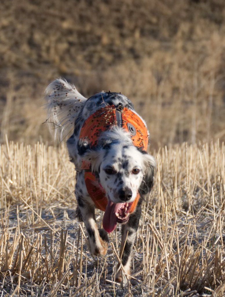 Product Review: Ranger and Worker Vests by Hurtta – Palouse Upland Media