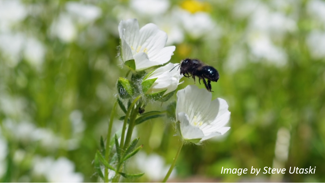 Mason Bees Promote Food Security and Conservation – Palouse Upland Media