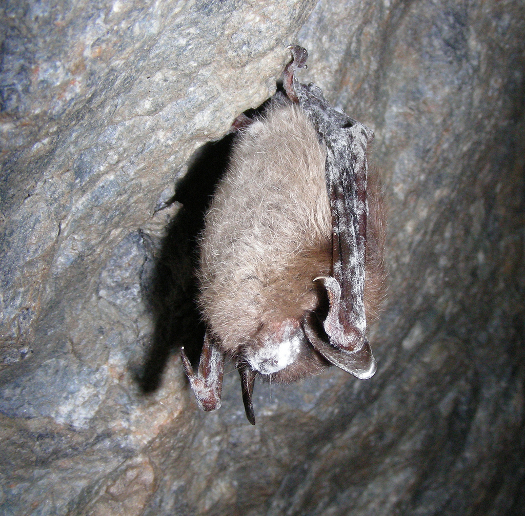 Northern Long-eared Bats Survive White-nose Syndrome in Man-made ...